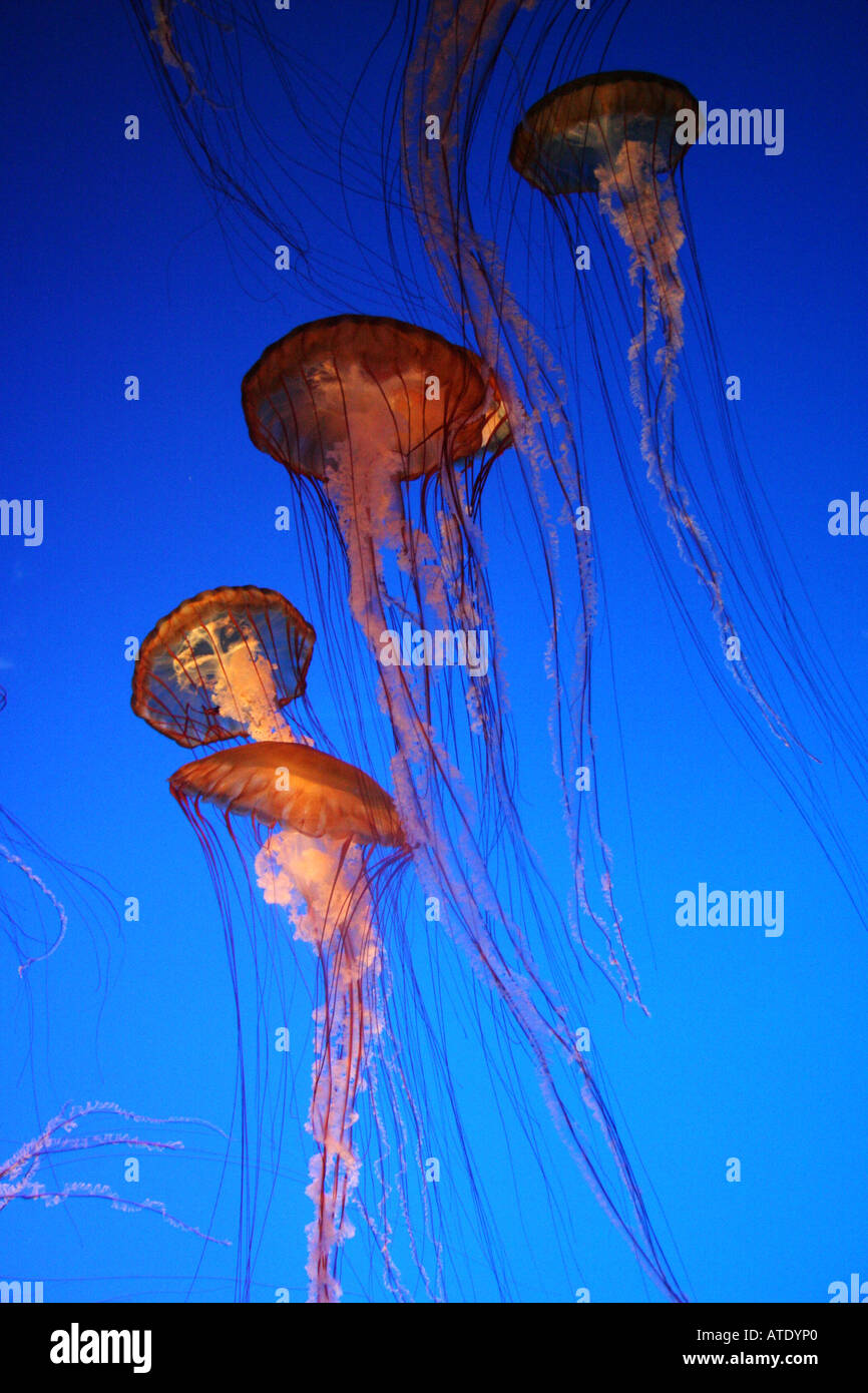 Jellyfish floating in a tank Stock Photo - Alamy