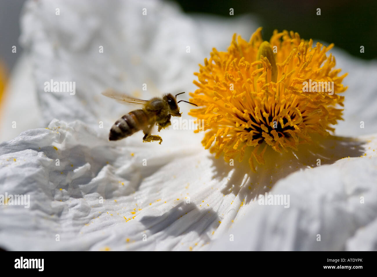 a honey bee pollinating a flower (Apis mellifera Stock Photo - Alamy