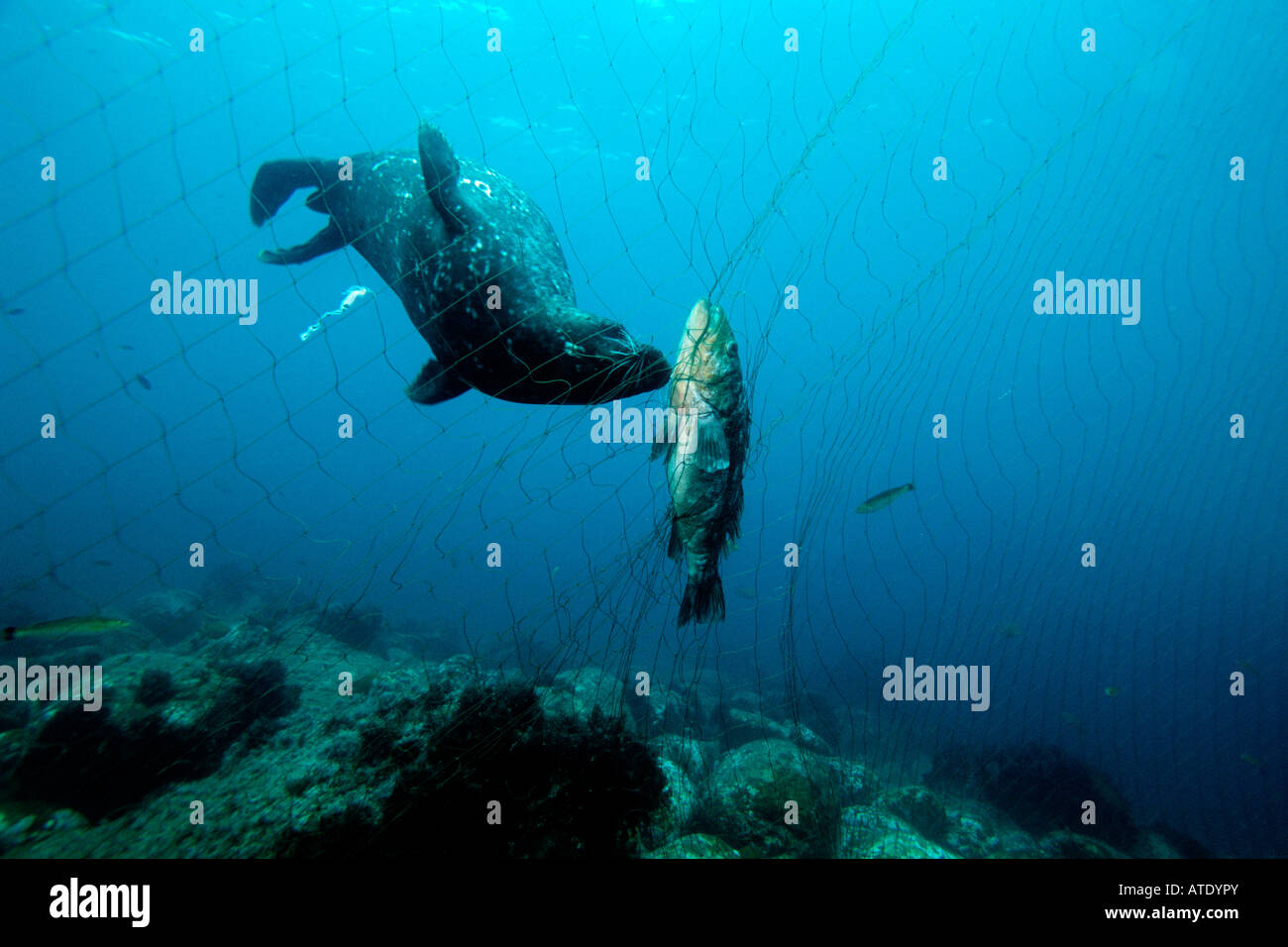 Illegal inshore gill net Stock Photo - Alamy