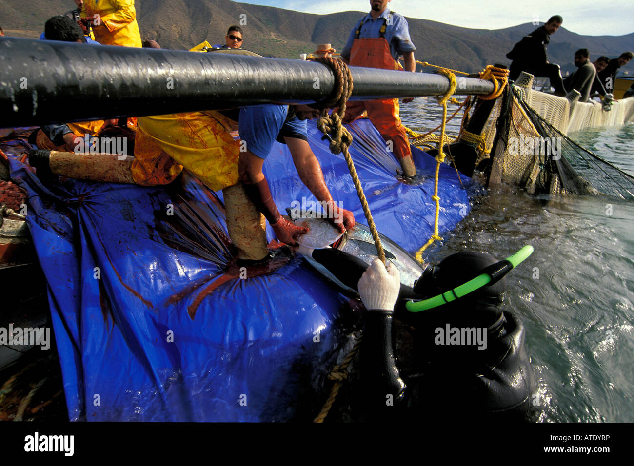 Northern Bluefin tuna Thunnus thynnus are raised in floating ...