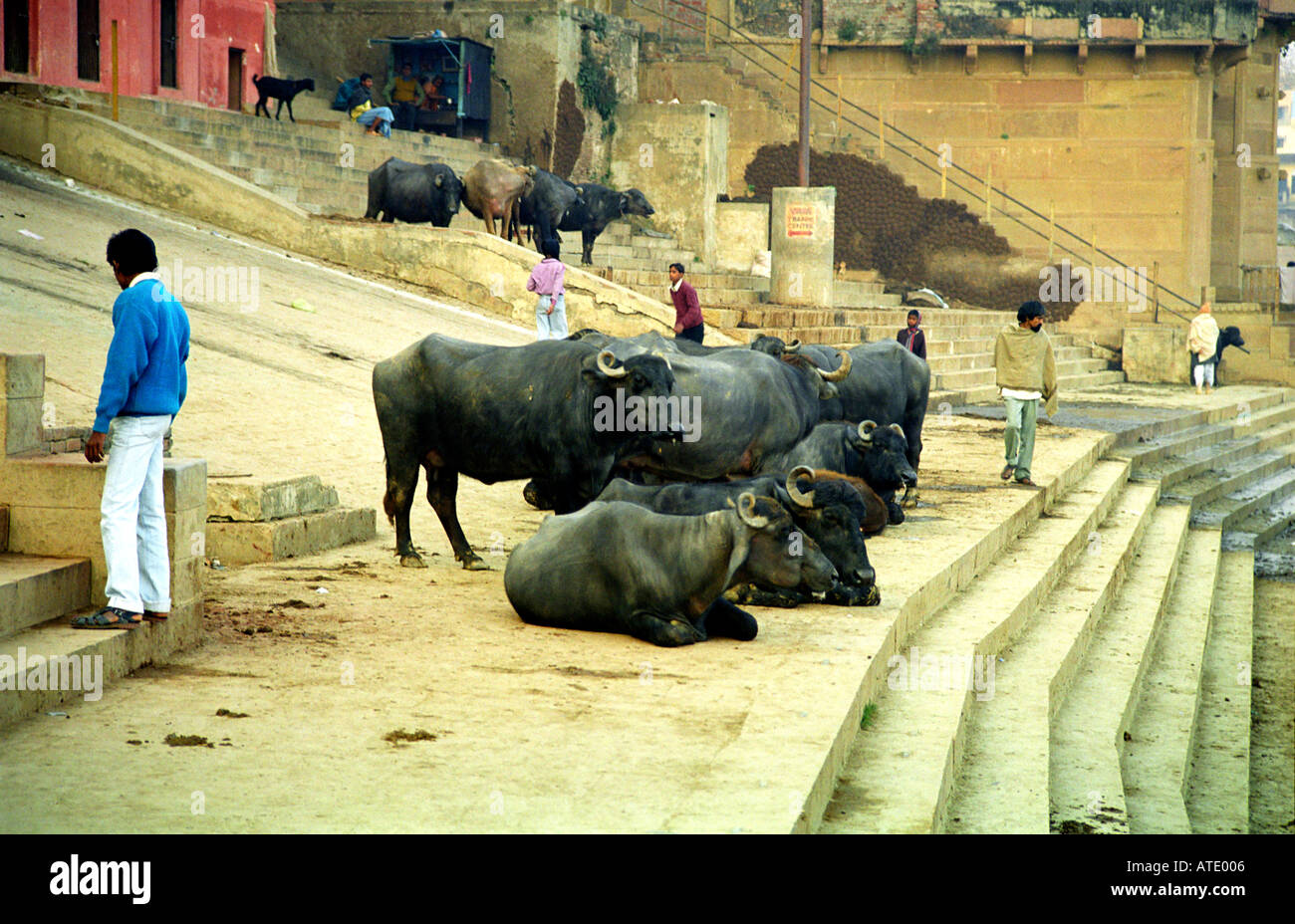 cows ghats Ganges River Varanasi India Asia Stock Photo - Alamy