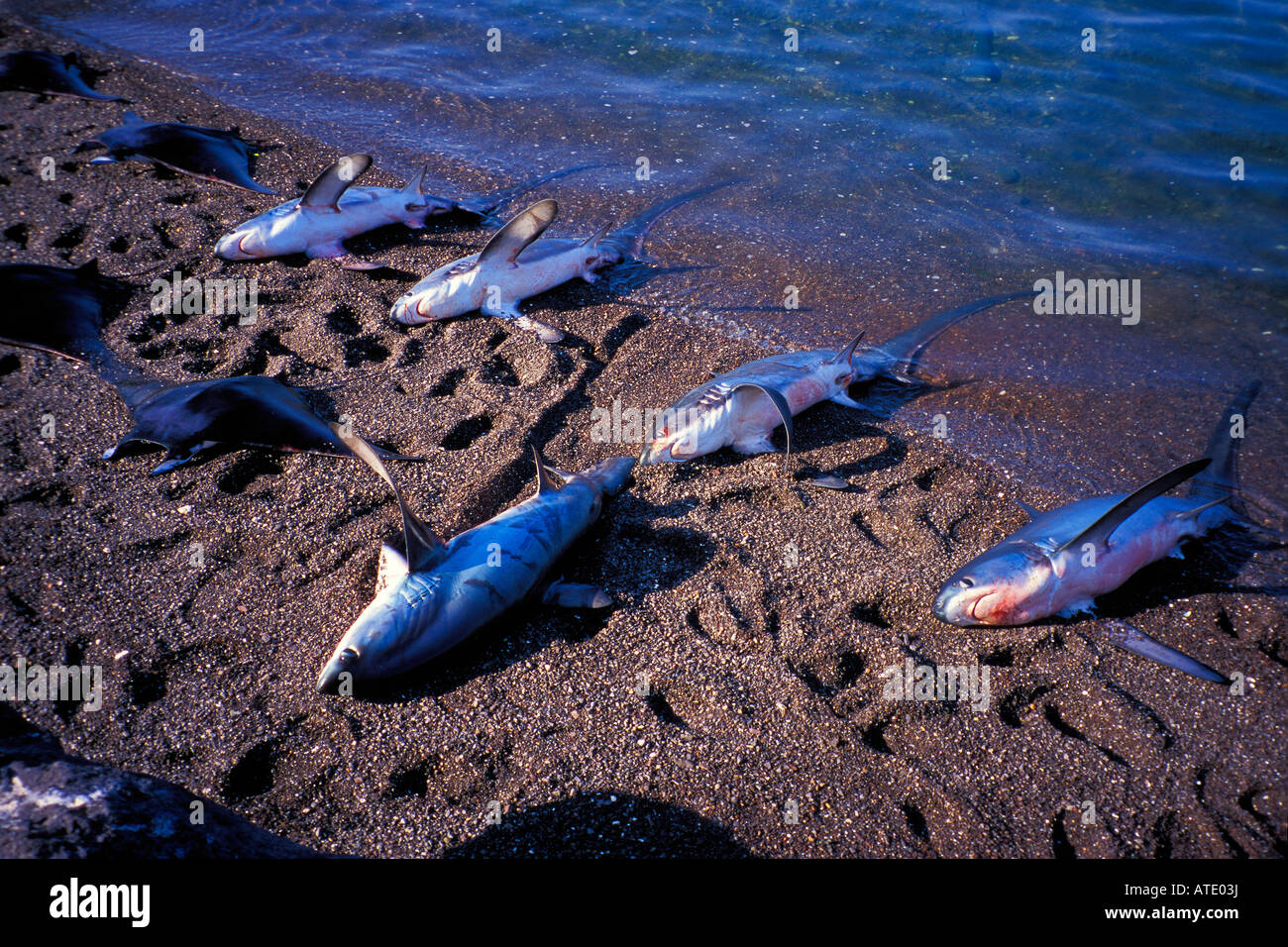 Shark finning hi-res stock photography and images - Alamy