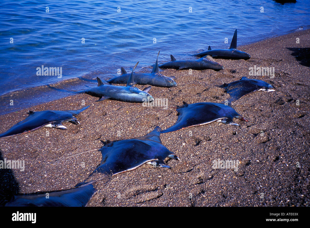 Shark finning camp Sea of Cortez Mexico Stock Photo - Alamy