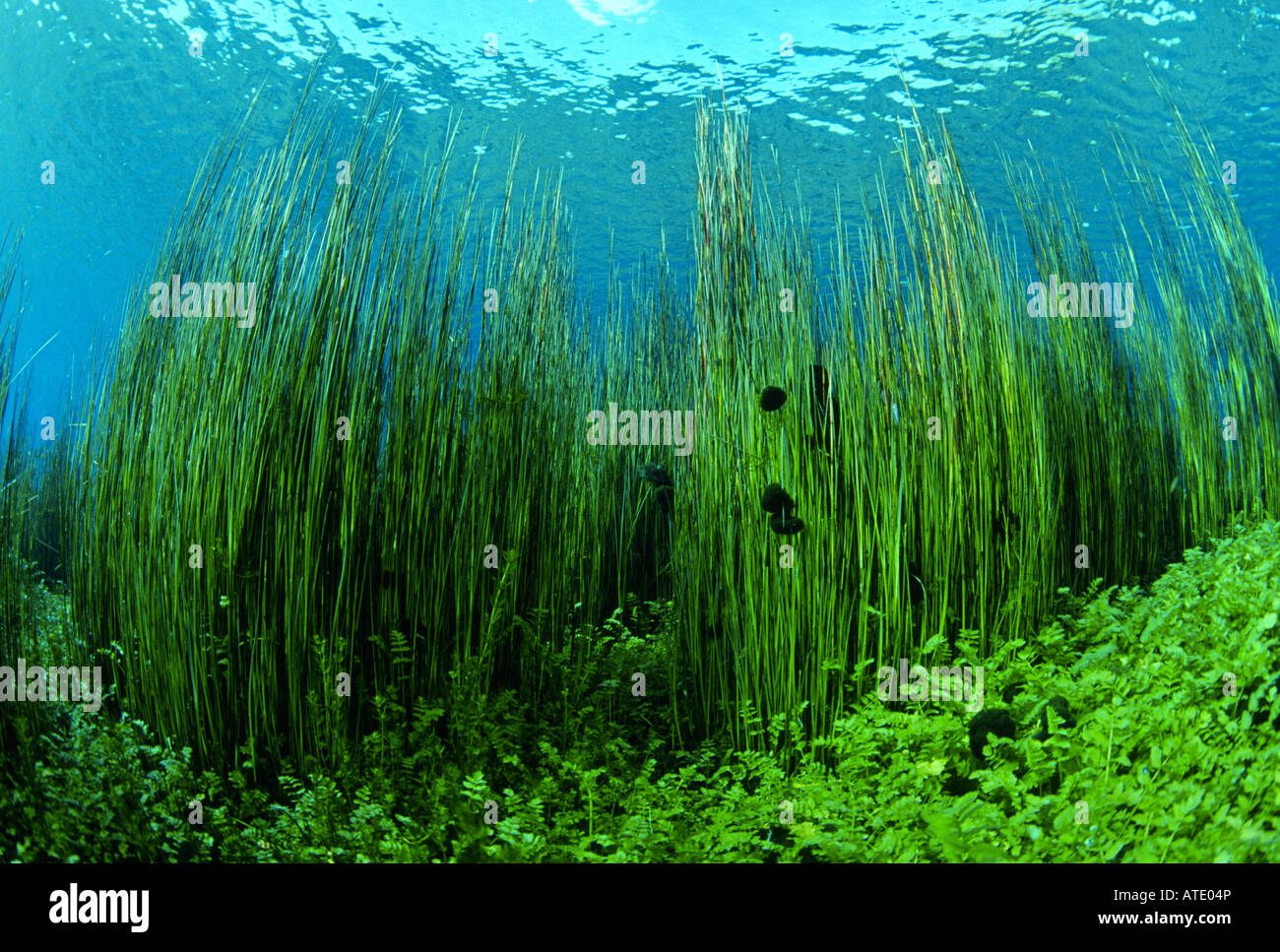 Lago lago lago lago acqua hi-res stock photography and images - Alamy