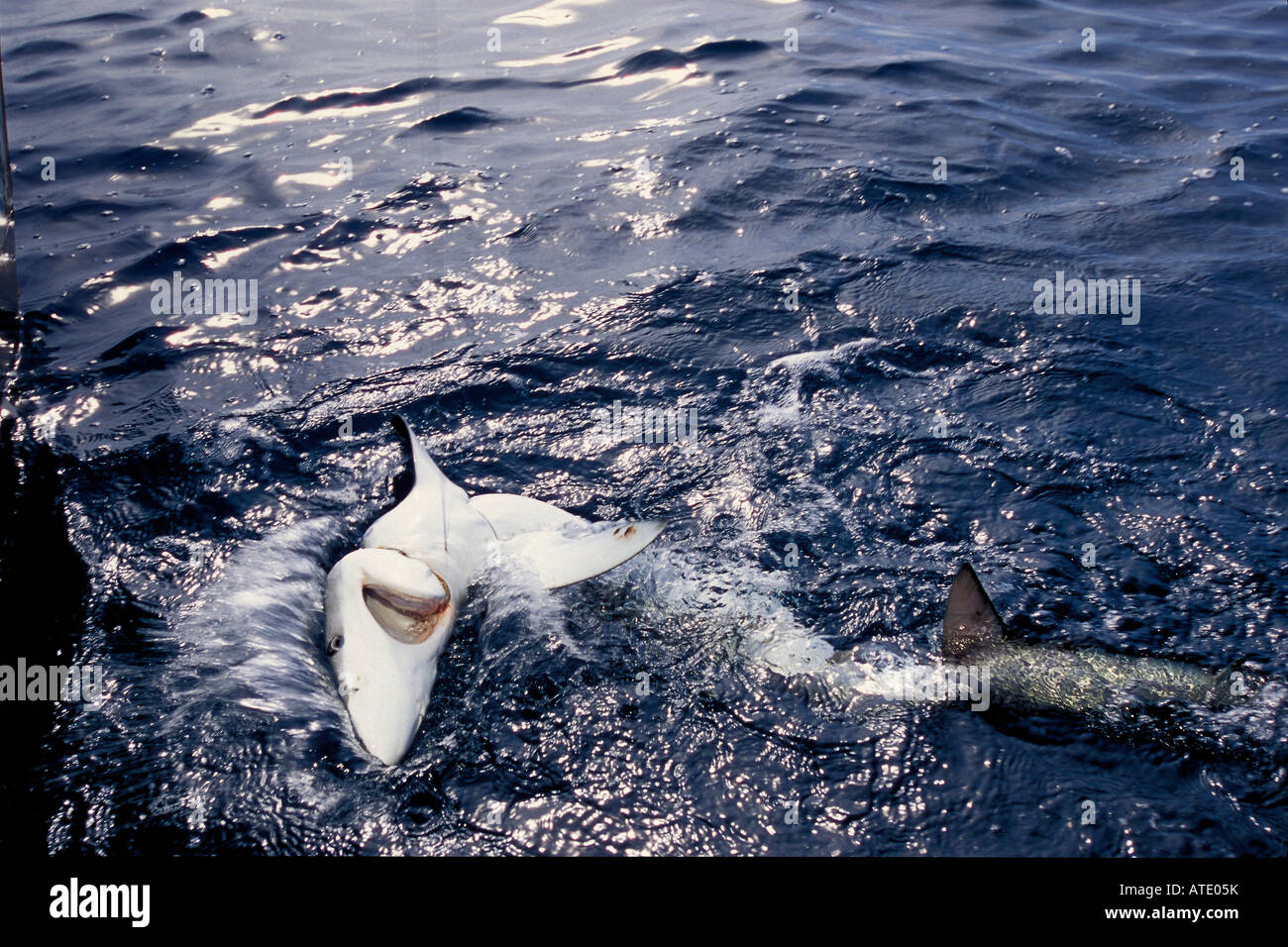 Longline fishing for sharks Pacific Ocean Stock Photo - Alamy