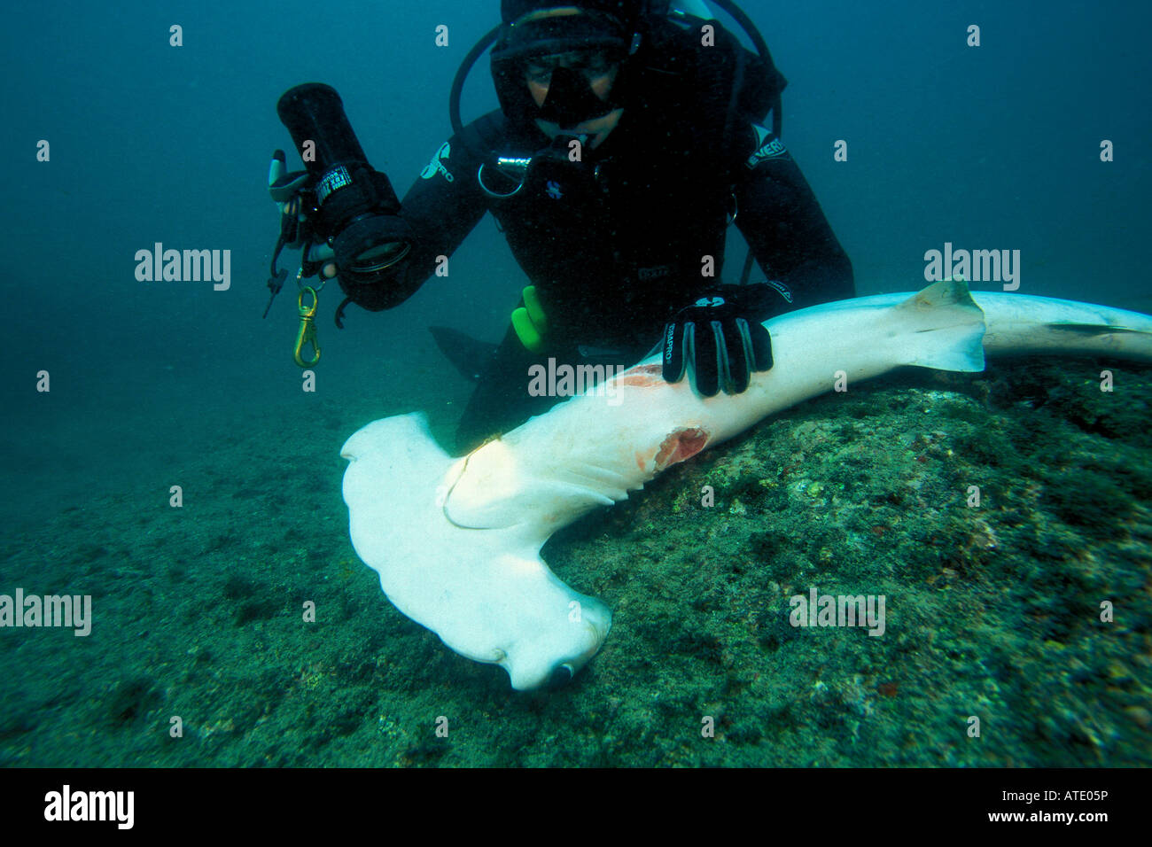 Dead Hammerhead Shark High Resolution Stock Photography and Images - Alamy