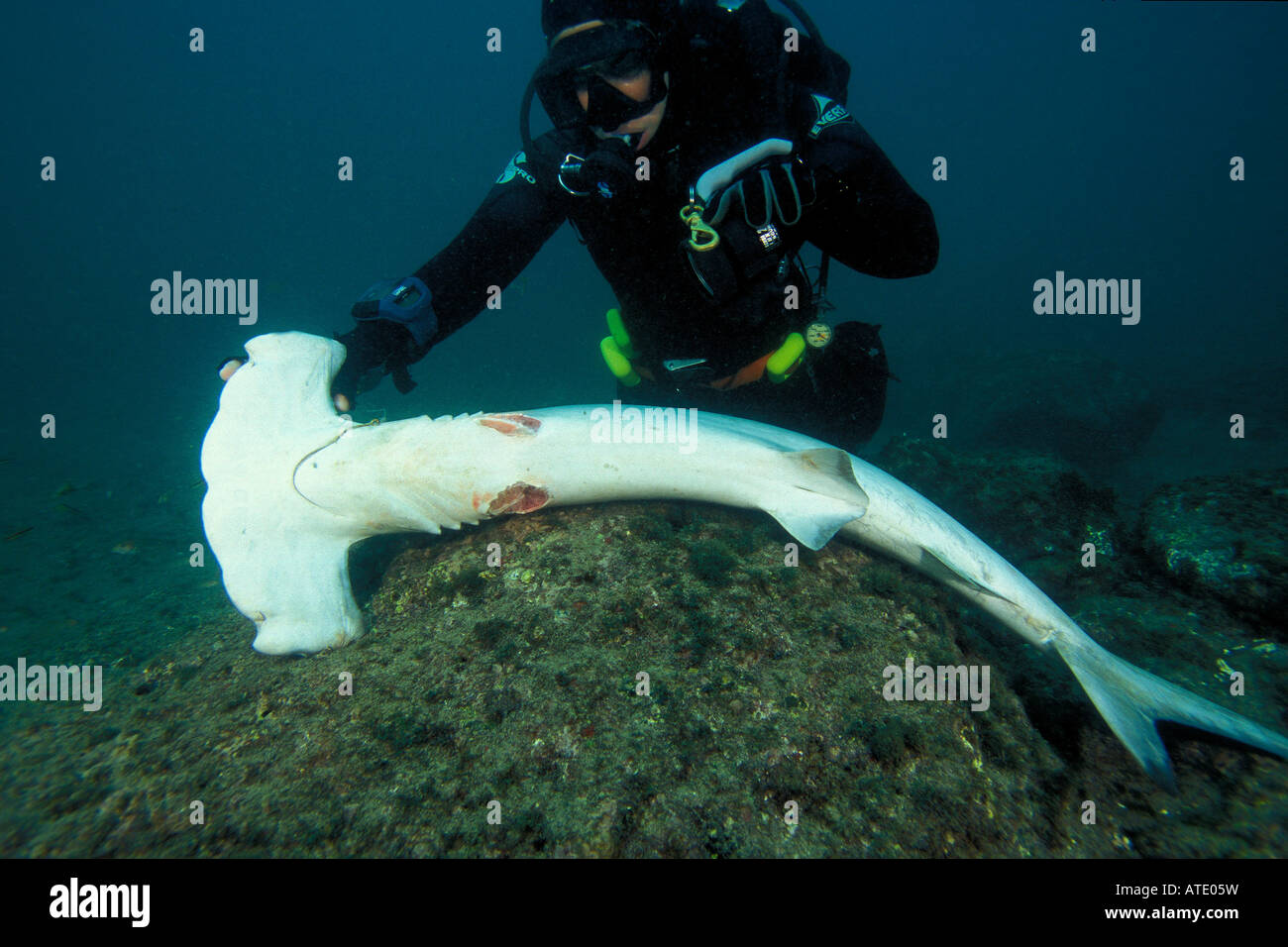 Finned Hammerhead shark Sphyrna lewini Mexico Pacific Ocean Stock Photo ...