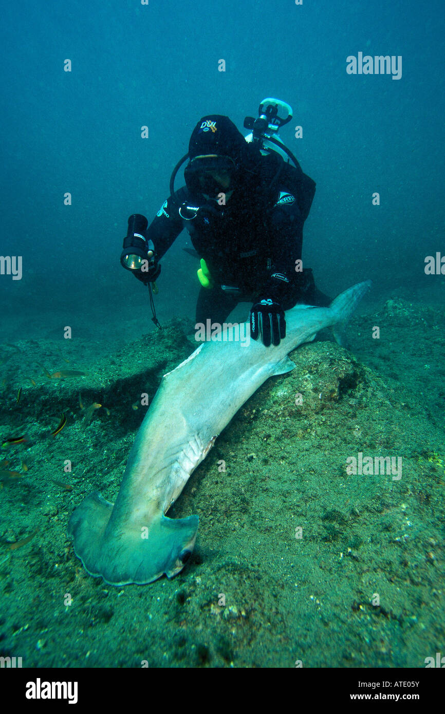 Dead Hammerhead Shark High Resolution Stock Photography and Images - Alamy