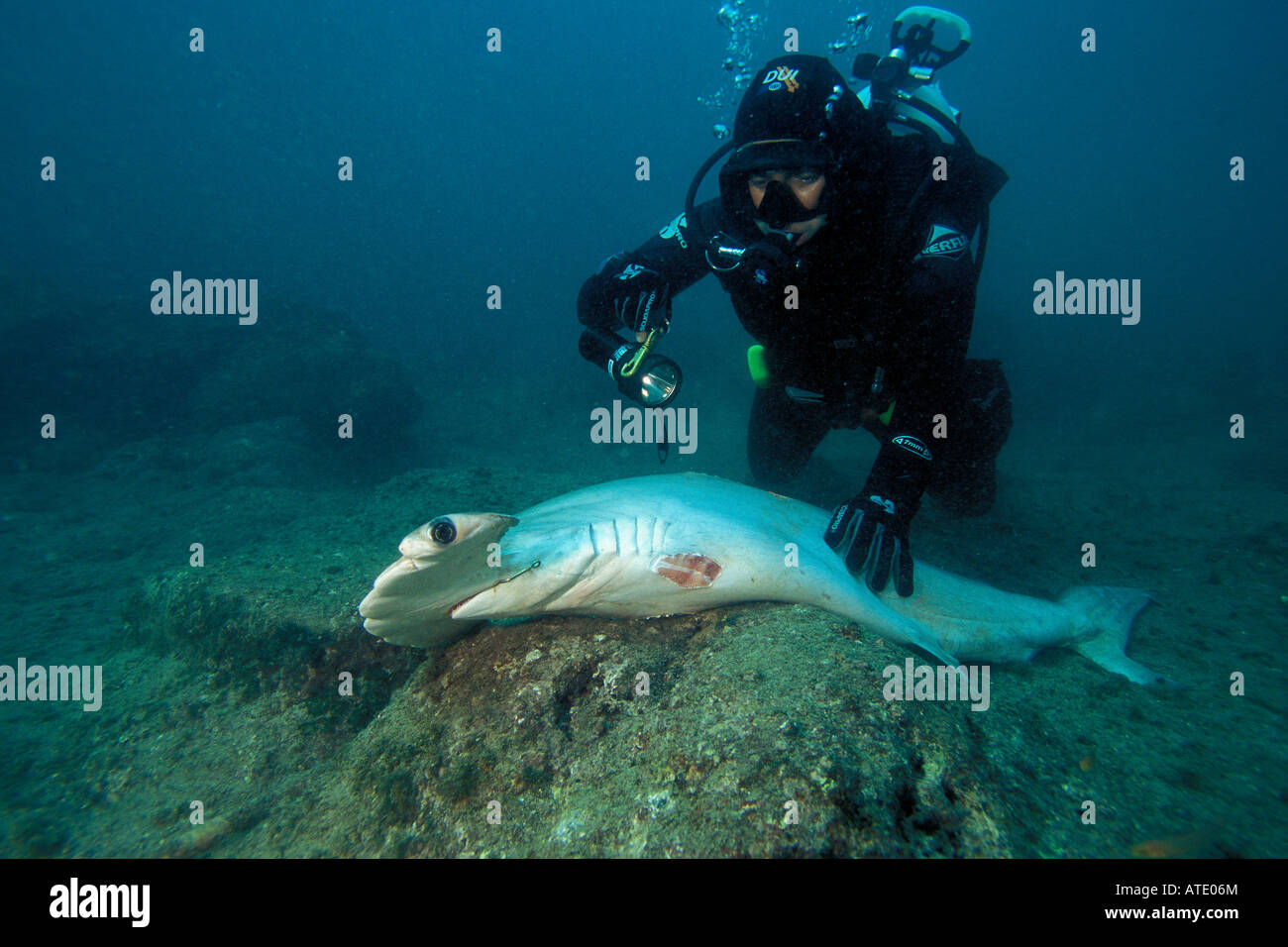 Finned Hammerhead shark Sphyrna lewini Mexico Pacific Ocean Stock Photo ...