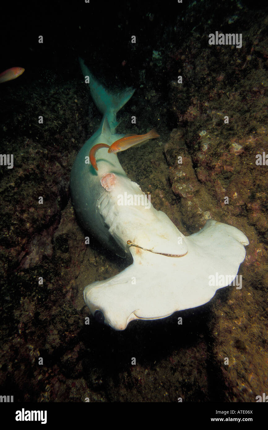 Finned Hammerhead shark Sphyrna lewini Mexico Pacific Ocean Stock Photo ...