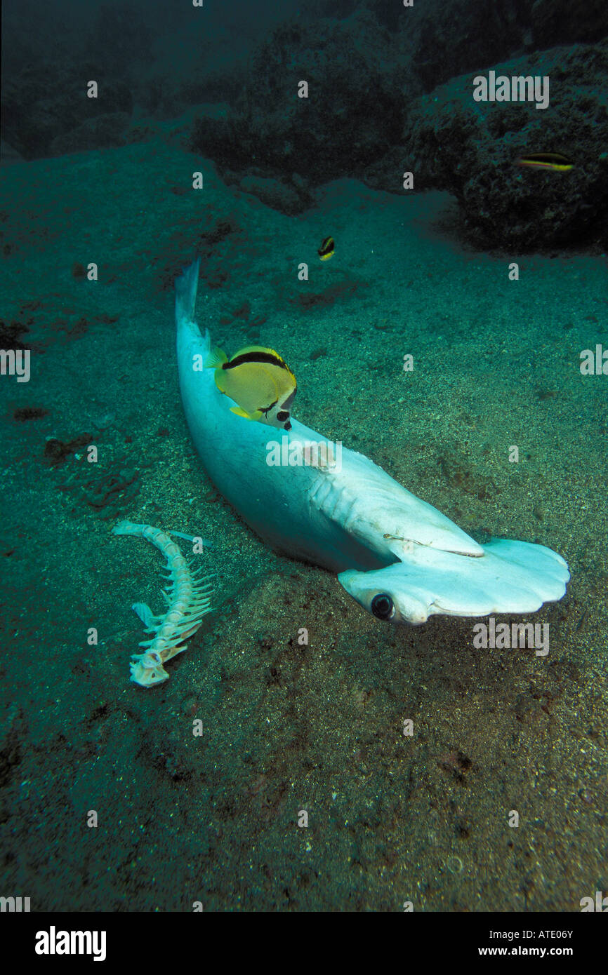 Finned Hammerhead shark Sphyrna lewini Mexico Pacific Ocean Stock Photo ...