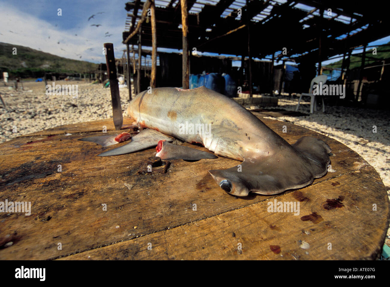 Shark finning camp Mexico Pacific Ocean Stock Photo - Alamy