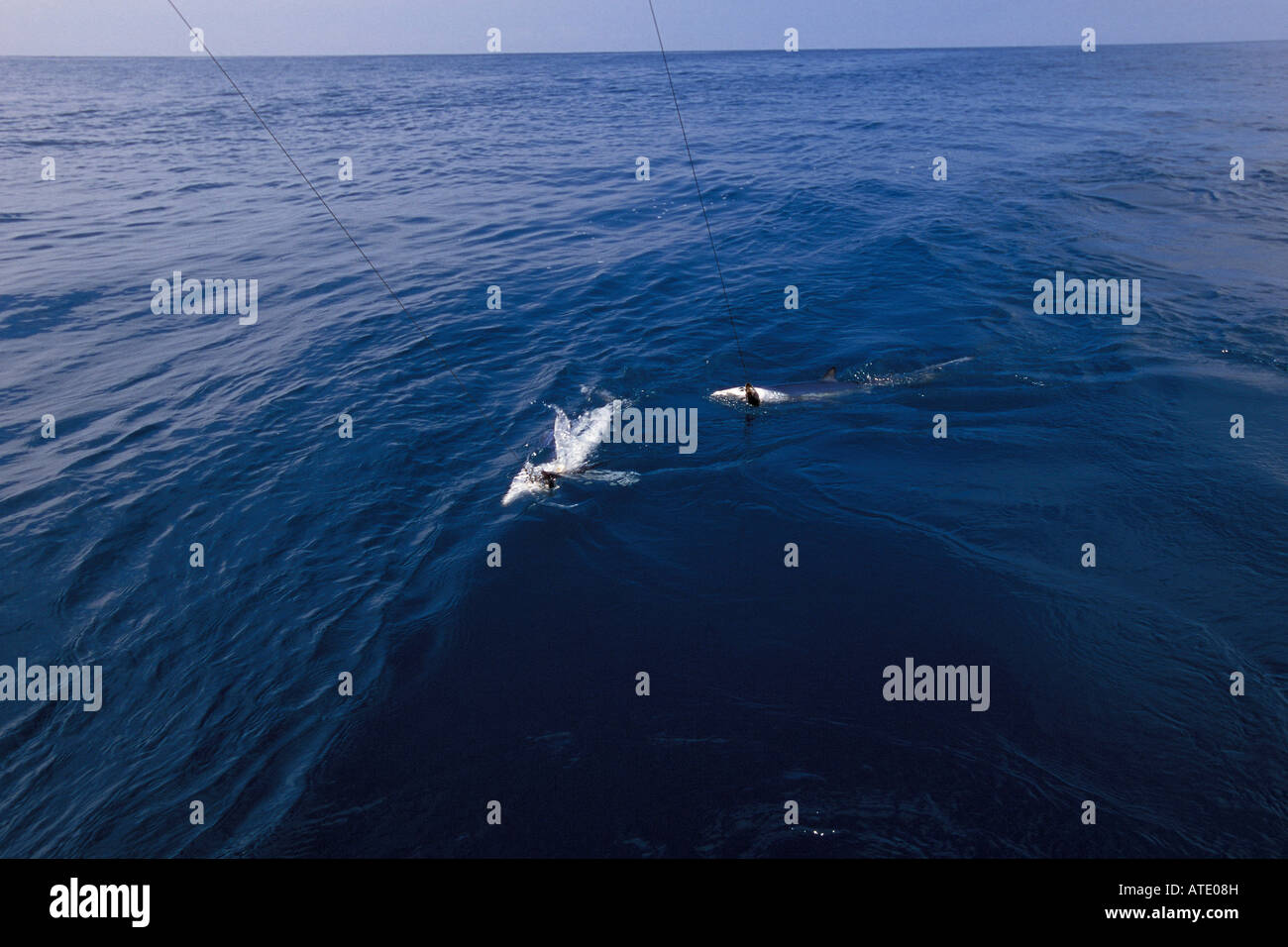 Longline fishing sharks hi-res stock photography and images - Alamy
