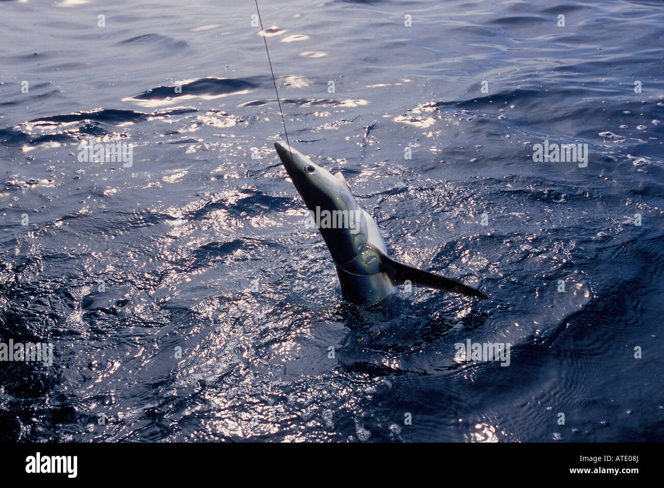 Longline fishing for sharks Pacific Ocean Stock Photo - Alamy