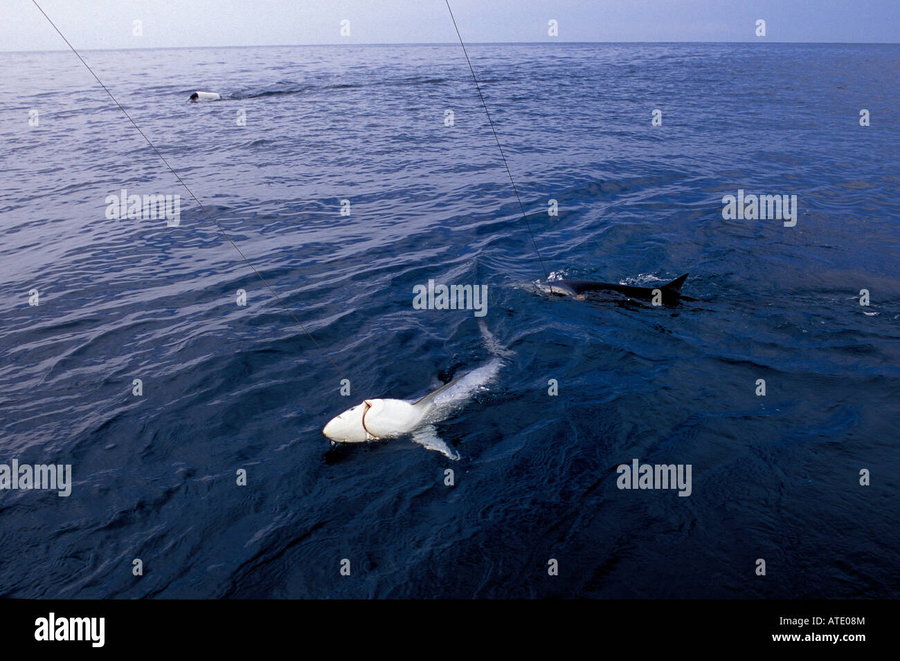 Longline fishing for sharks Pacific Ocean Stock Photo - Alamy