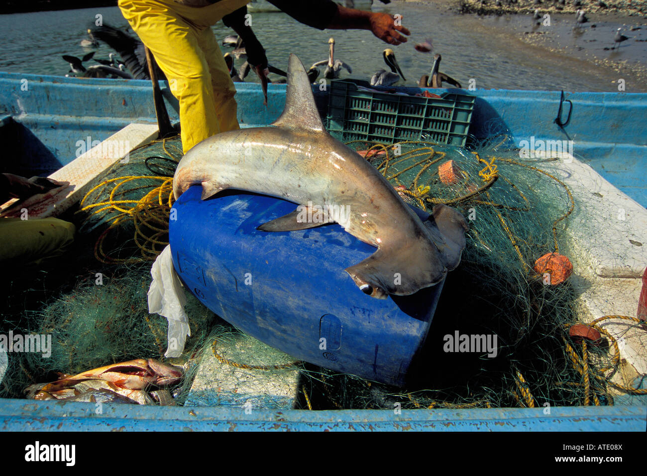 Shark finning camp Mexico Pacific Ocean Stock Photo - Alamy