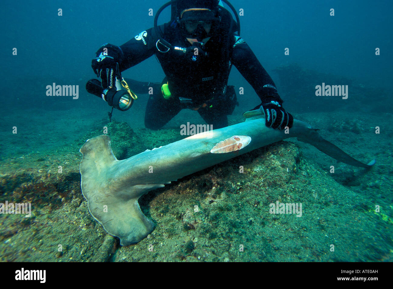 Scalloped Hammerhead Finning
