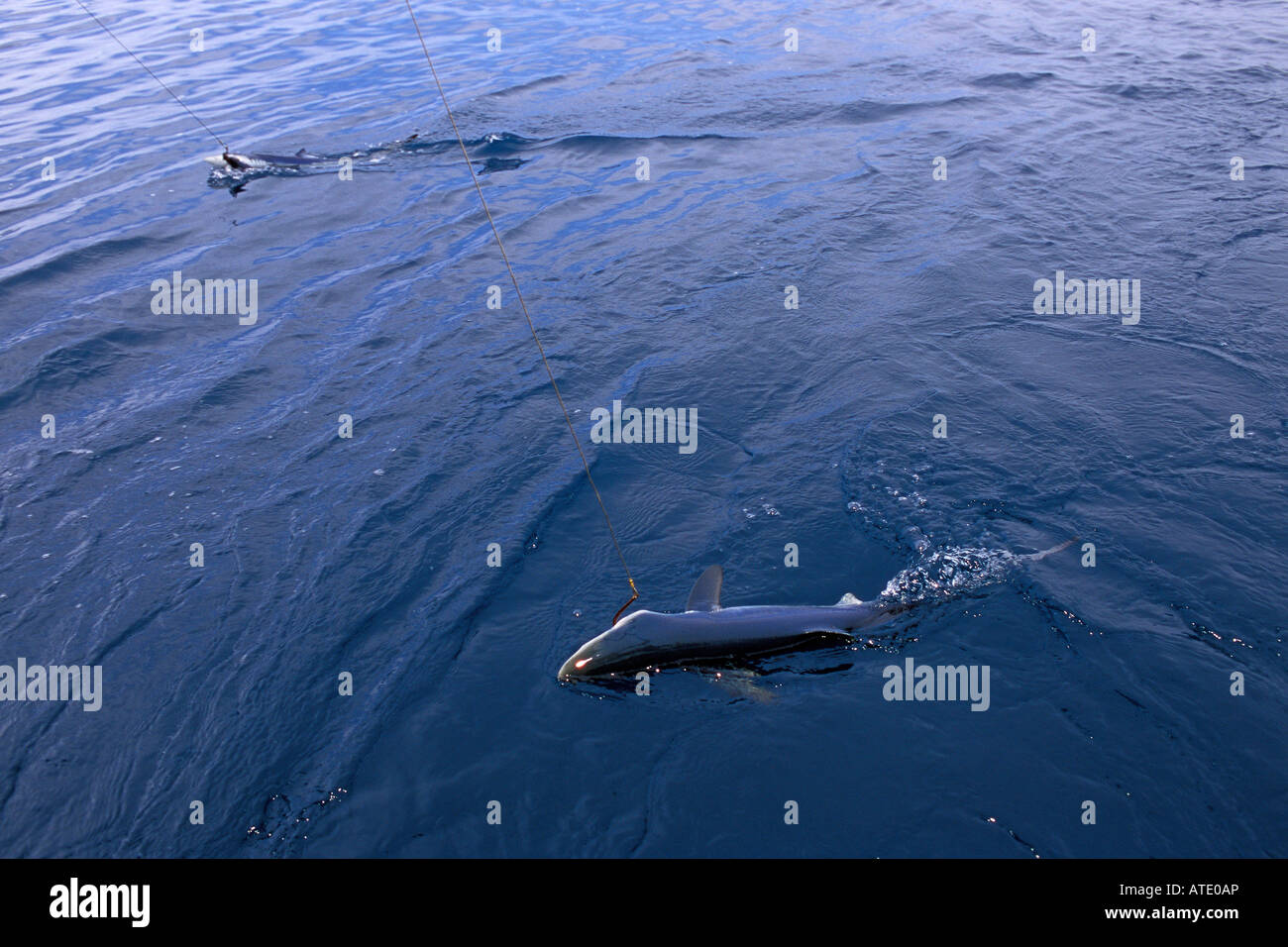 Longline fishing sharks hi-res stock photography and images - Alamy