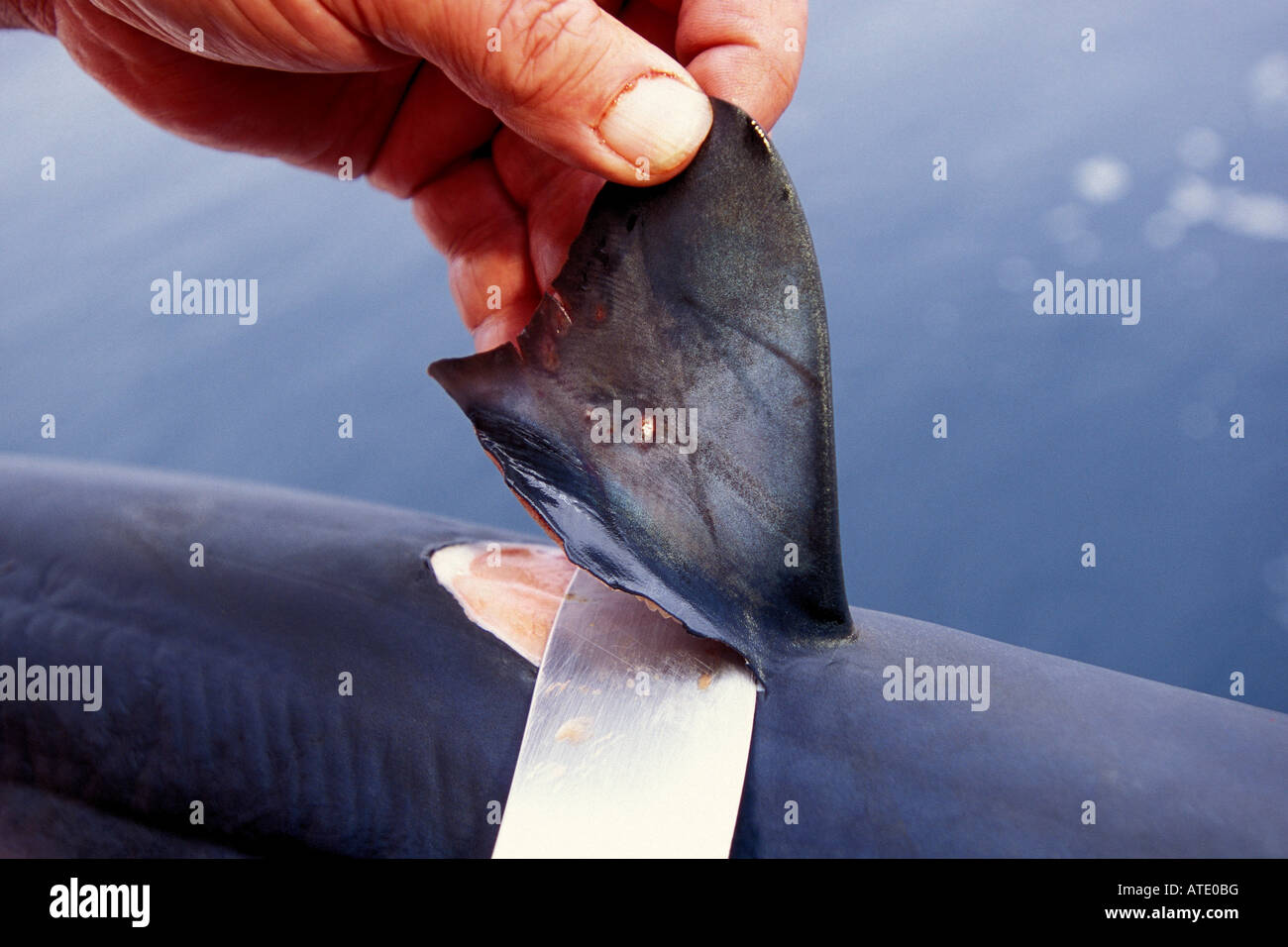 Shark finning hi-res stock photography and images - Alamy