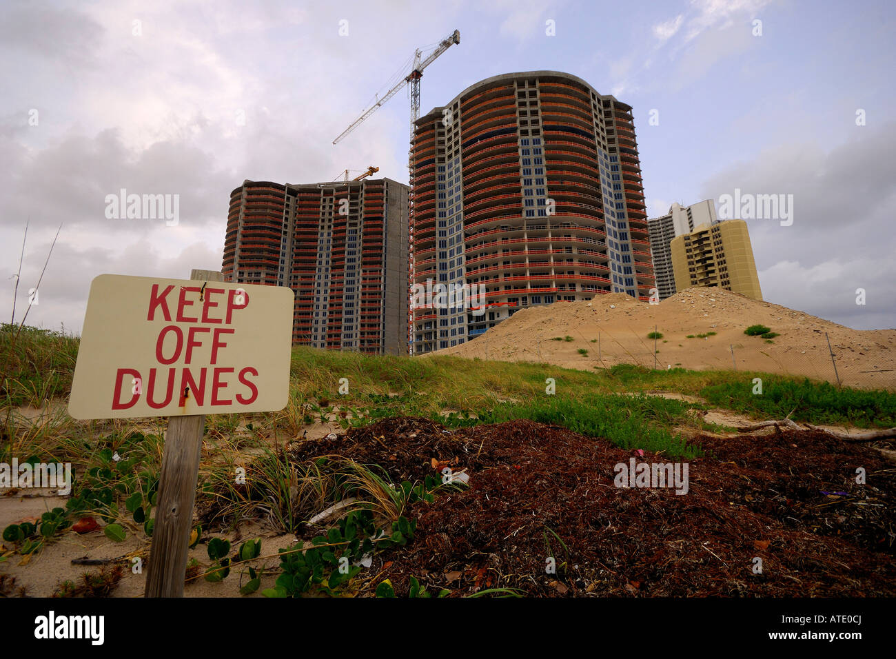 Coastal development destroys sand dunes that sea turtles rely upon for ...