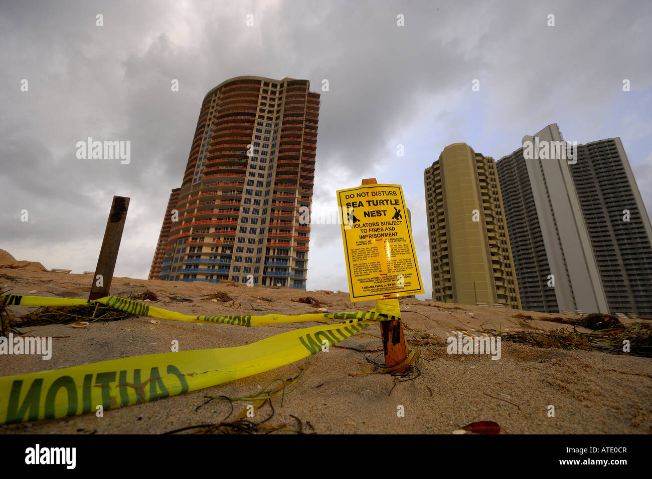 Coastal development destroys sand dunes that sea turtles rely upon for ...