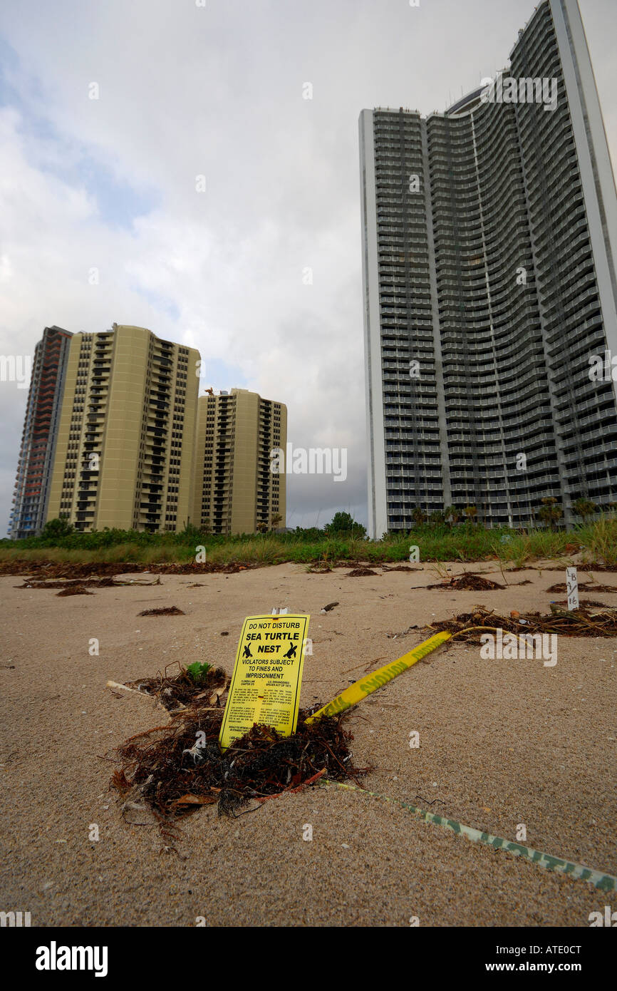 Coastal development destroys sand dunes that sea turtles rely upon for ...