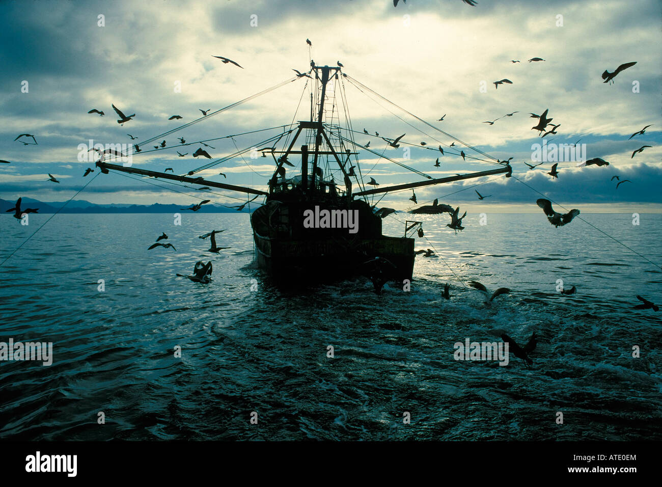 Shrimp commercial fishery using destructive otter trawl nets, Sea of ...