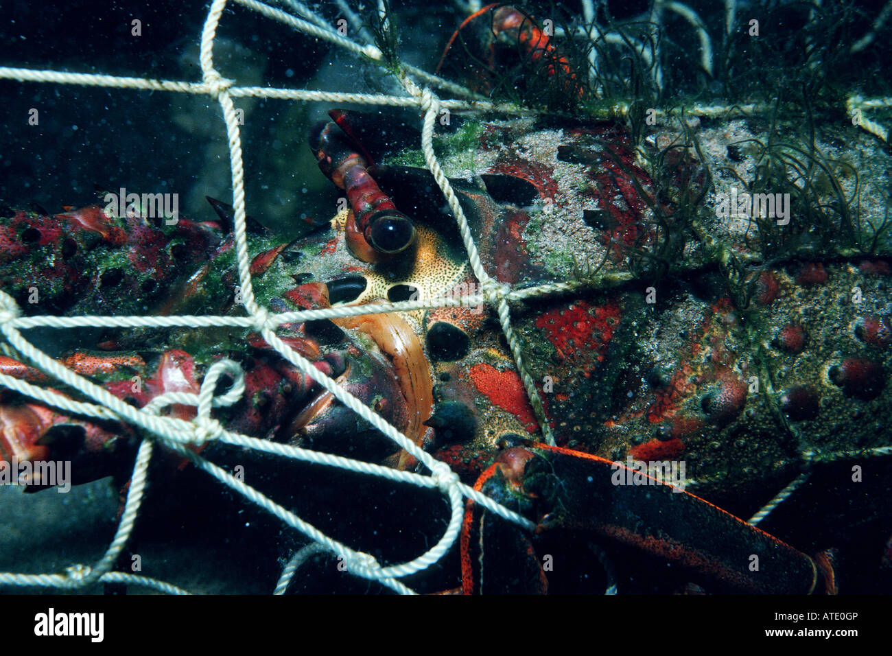 Gill net bycatch of spiny lobster Stock Photo - Alamy