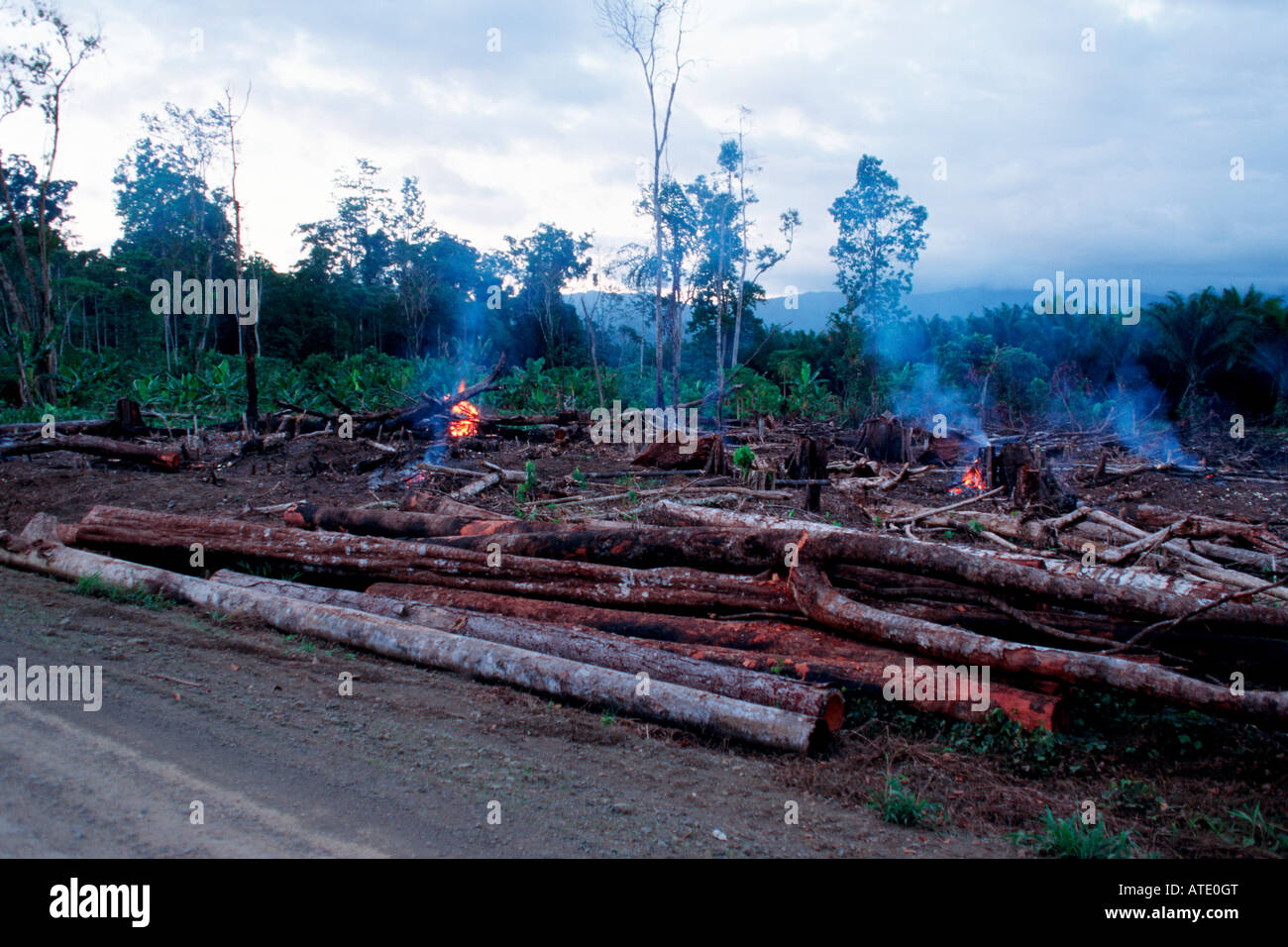 Logging papua new guinea hi-res stock photography and images - Alamy