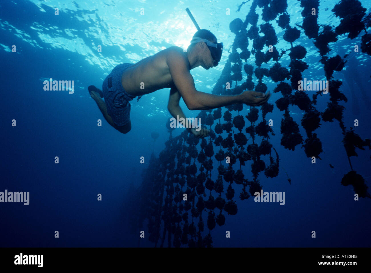 Black pearl Pinctada margaritifera aquaculture Stock Photo - Alamy