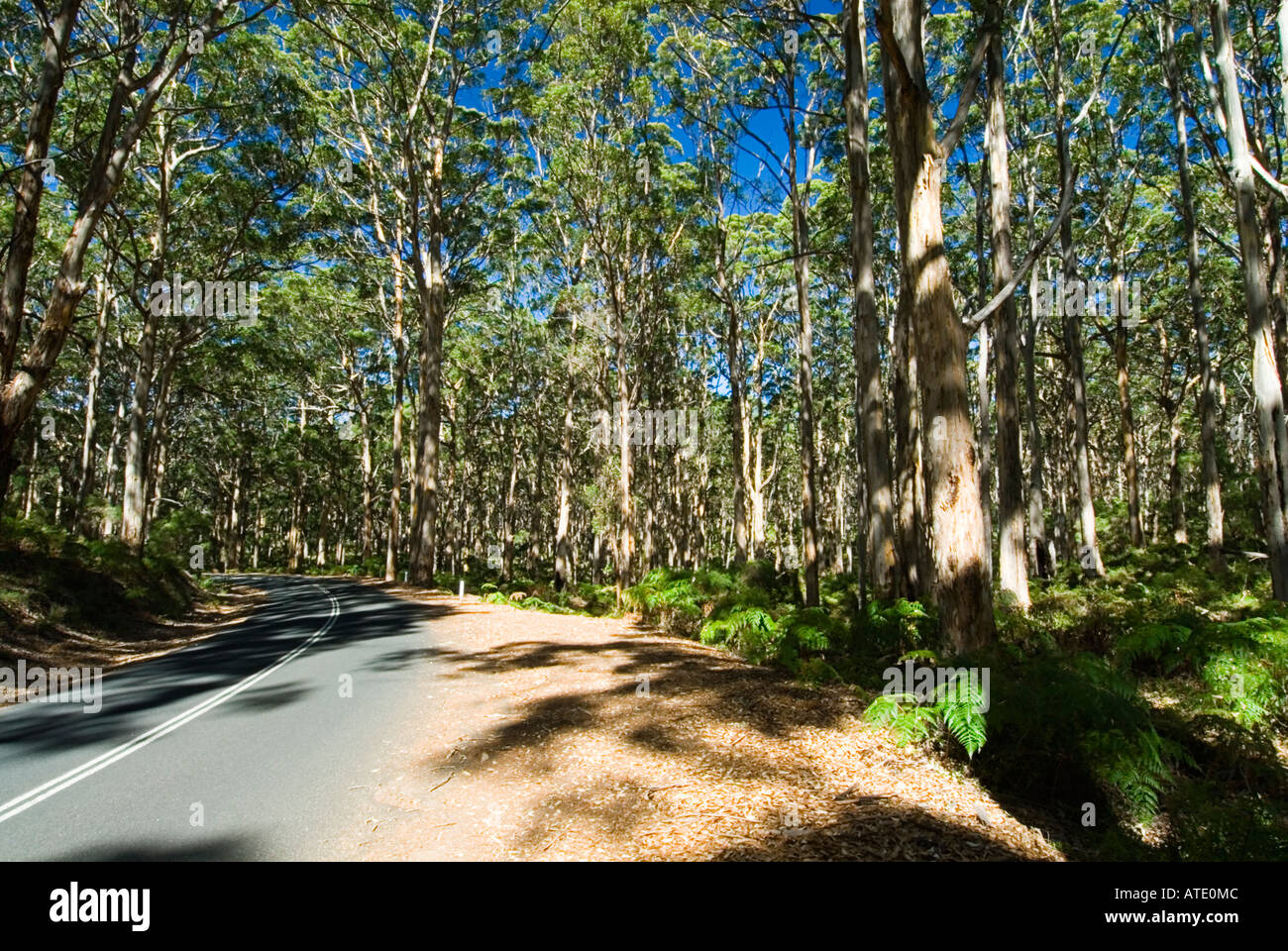 Karri trees in Boranup Forest, South Western Australia Stock Photo - Alamy