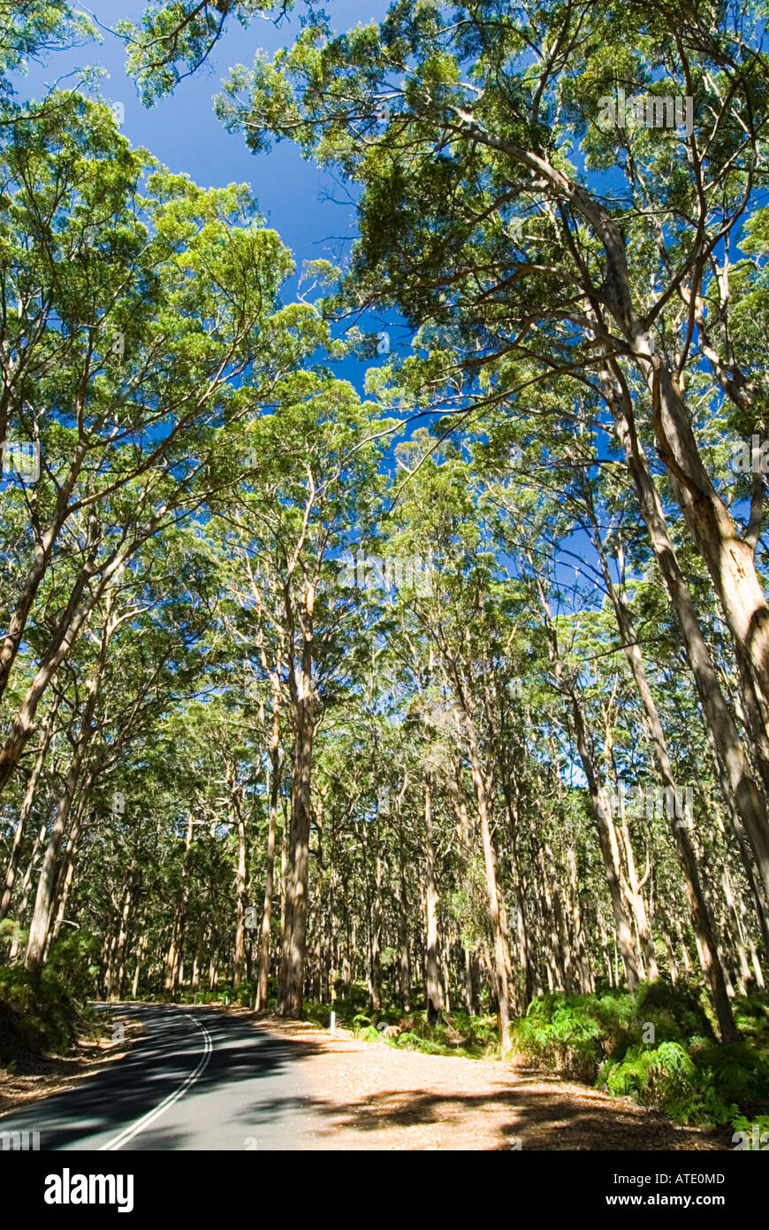 Karri trees in boranup forest hi-res stock photography and images - Alamy