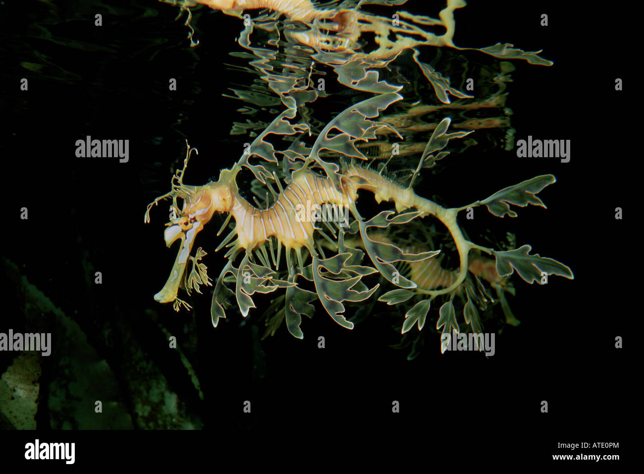Leafy sea dragon Phyllopteryx eques matches its surroundings with fins ...