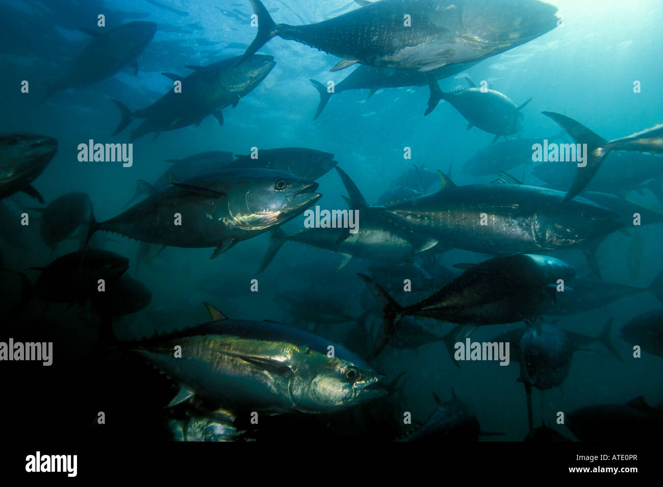 Northern Bluefin tuna Thunnus thynnus Mexico Pacific Ocean Stock Photo ...