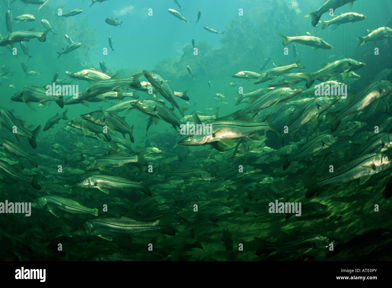 Snook fish hi-res stock photography and images - Alamy