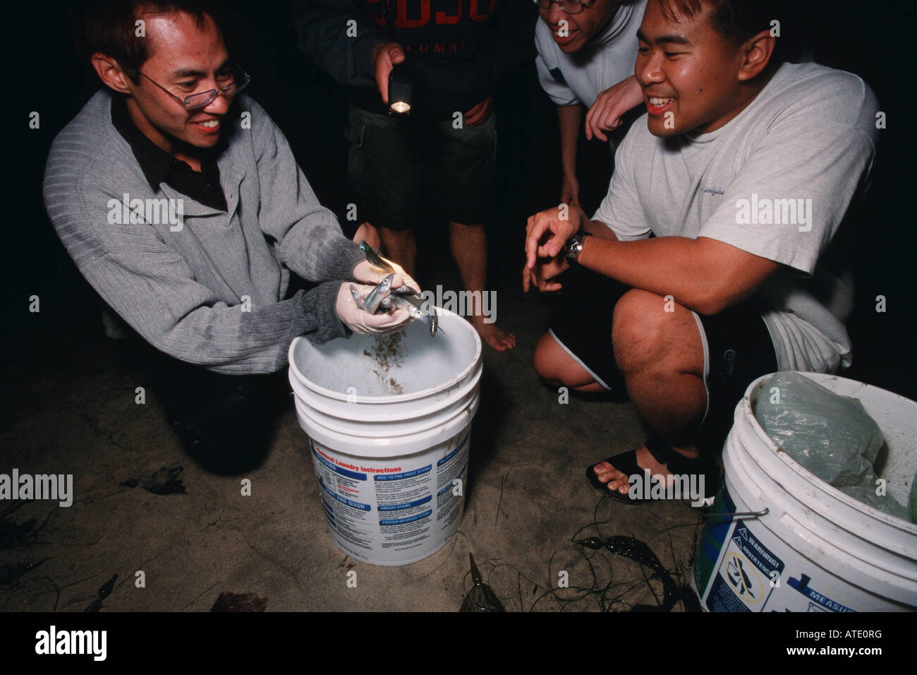 Grunion fish hi-res stock photography and images - Alamy