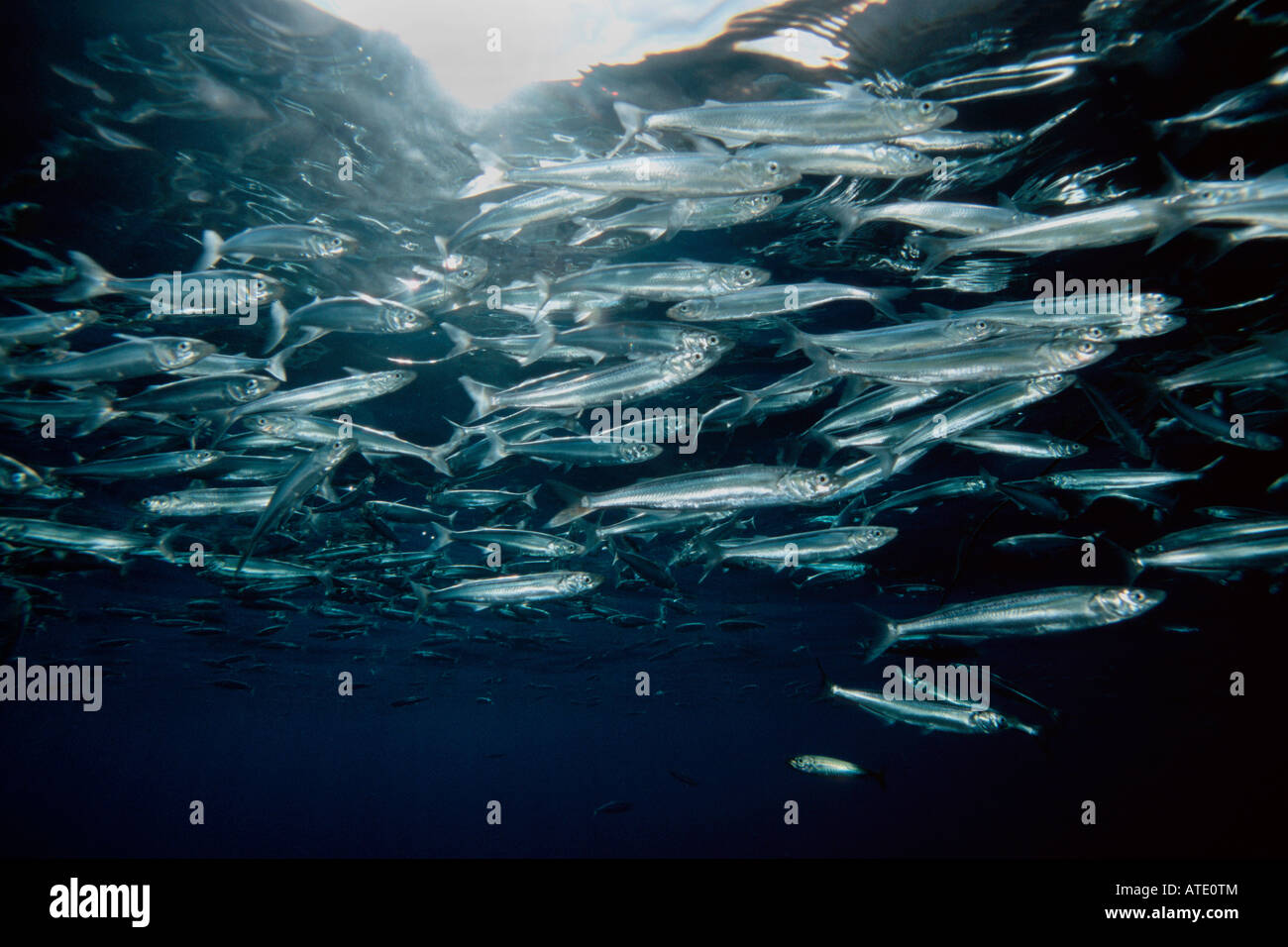 Topsmelt silverside atherinops affinis hi-res stock photography and ...
