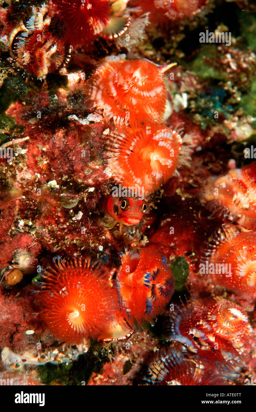 From predators hi-res stock photography and images - Alamy