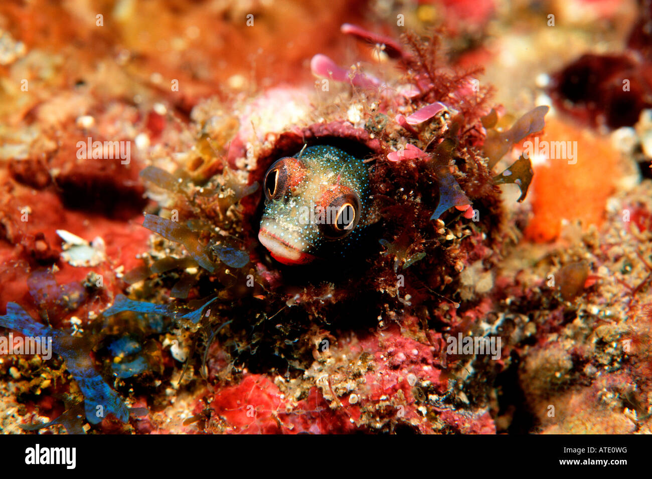 Protection from predators hi-res stock photography and images - Alamy