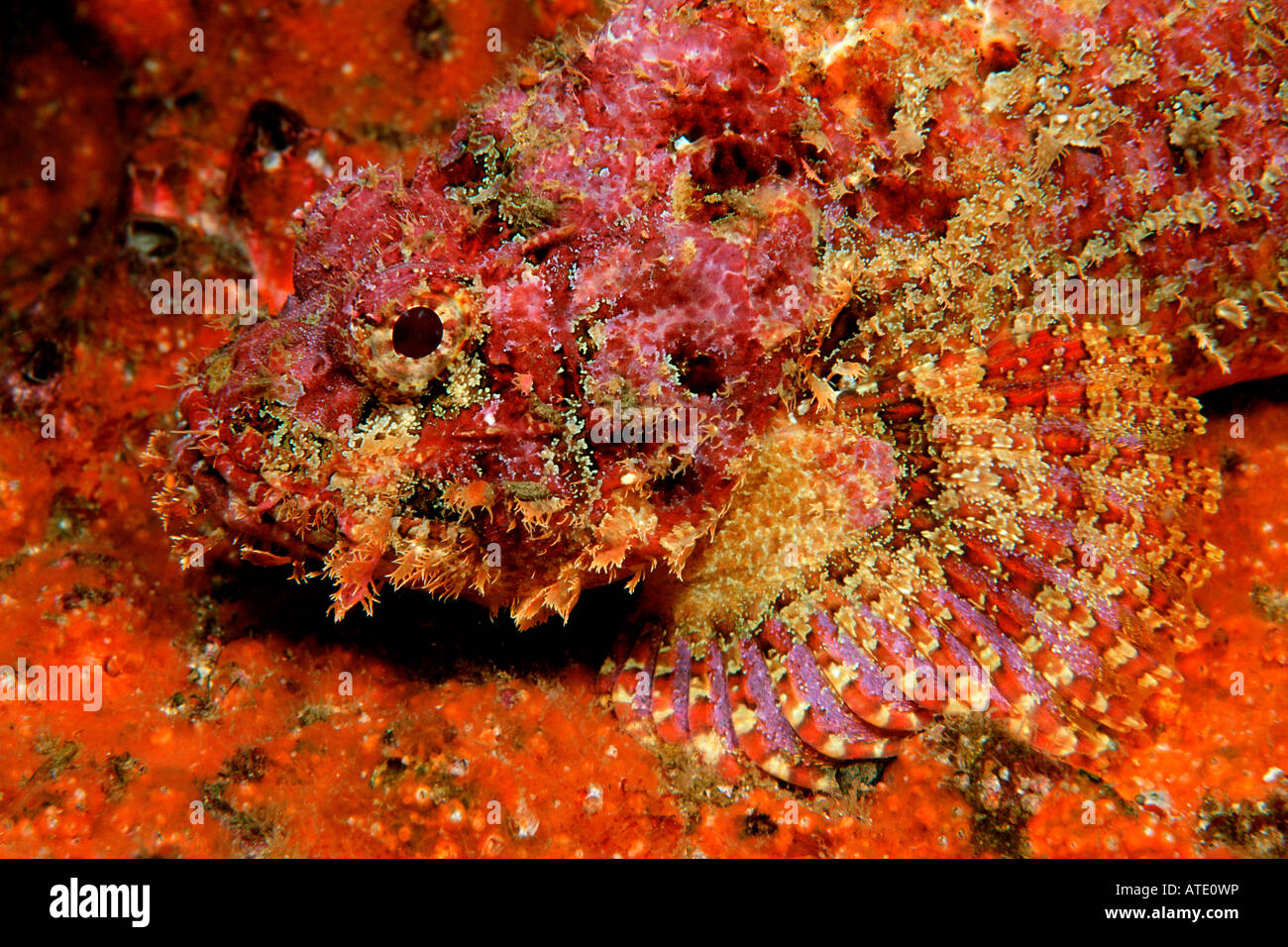 Spotted scorpionfish Scorpaena plumieri lie on the bottom blending in ...