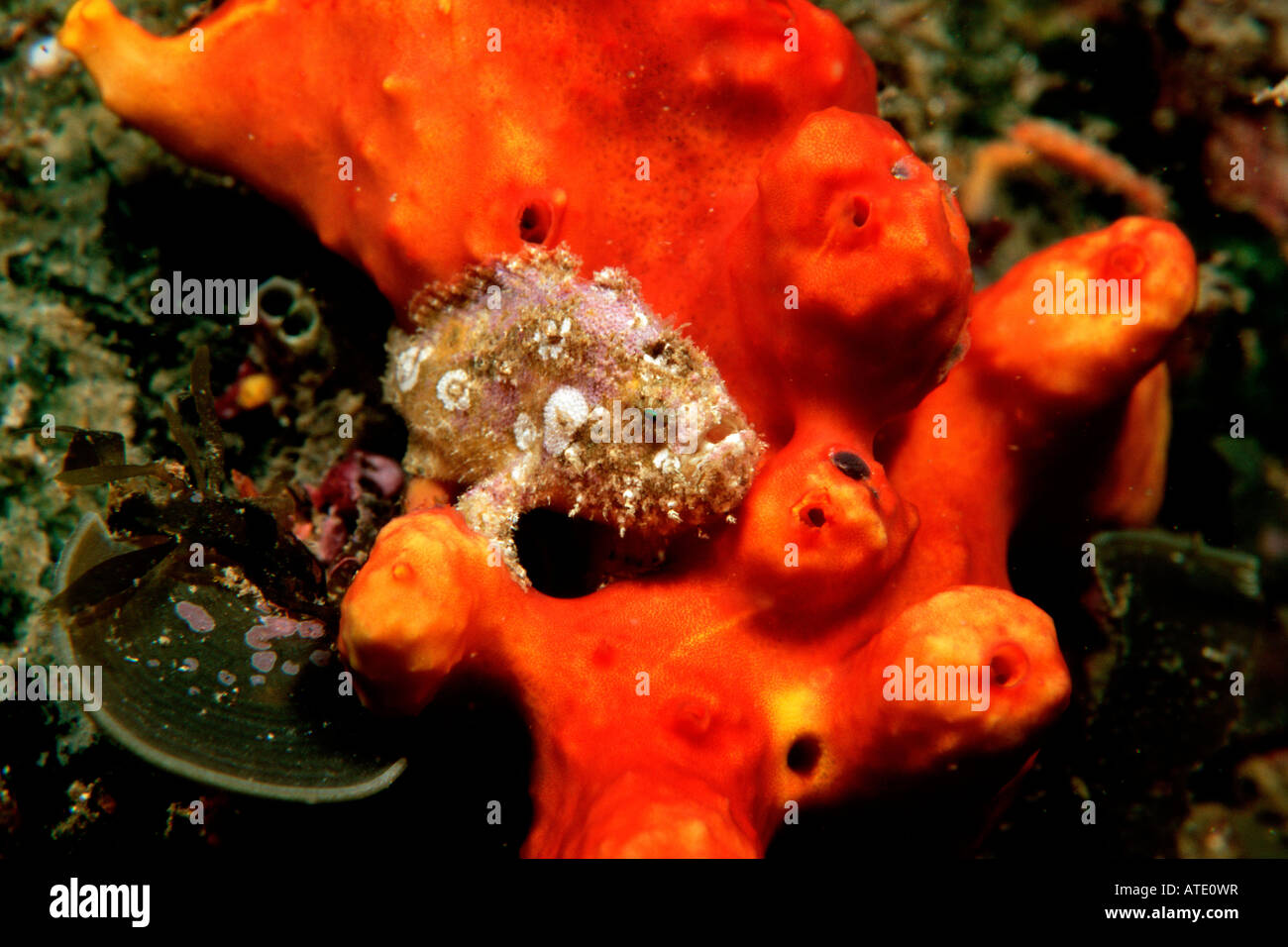 Antennarius sanguineus hi-res stock photography and images - Alamy