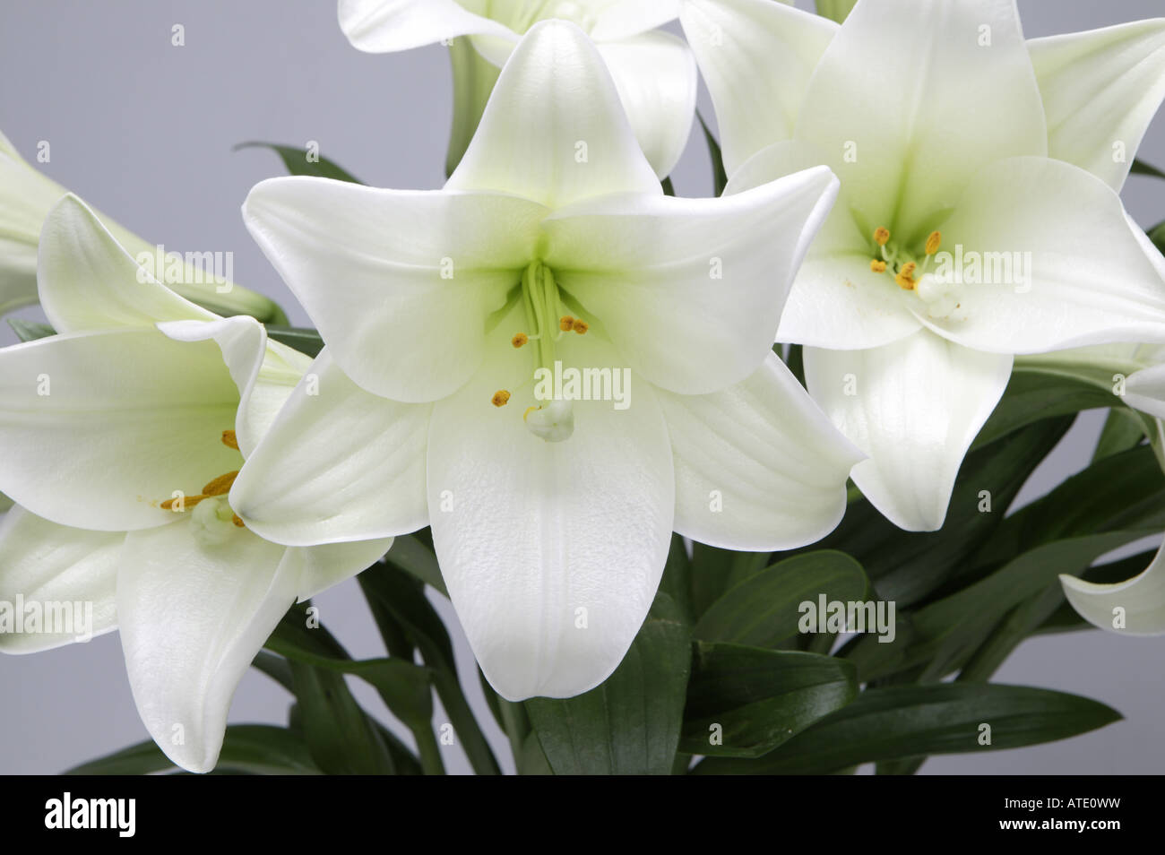 Orange Yellow Flower Easter Lily