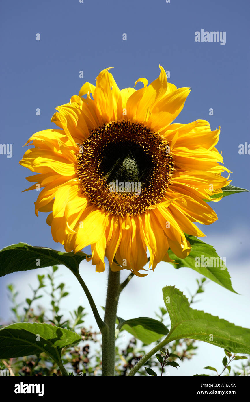Giant wild sunflower hi-res stock photography and images - Alamy