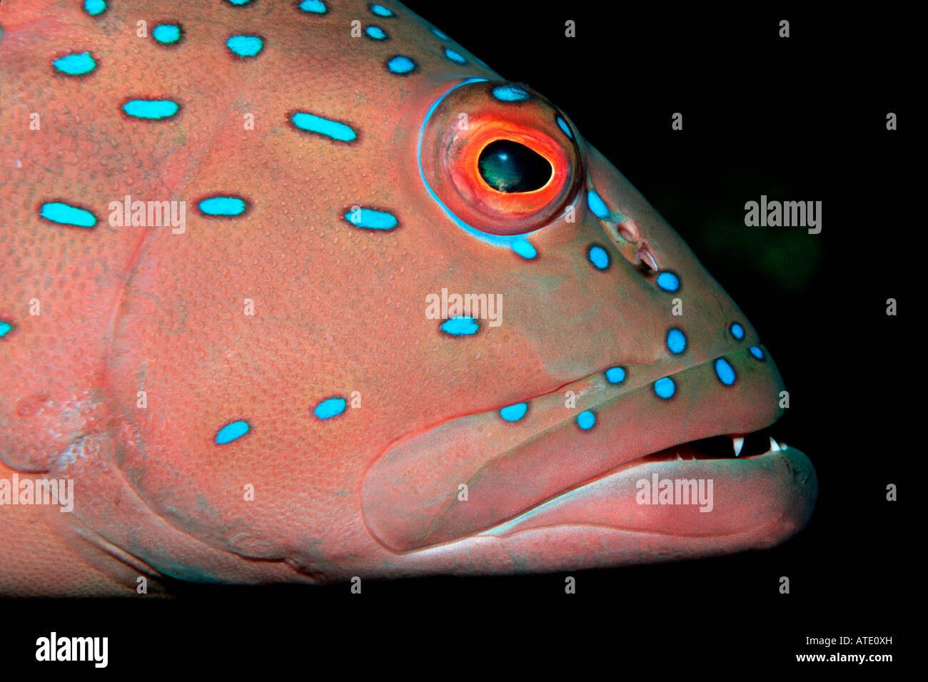 Carbon dioxide pollution underwater hi-res stock photography and images ...