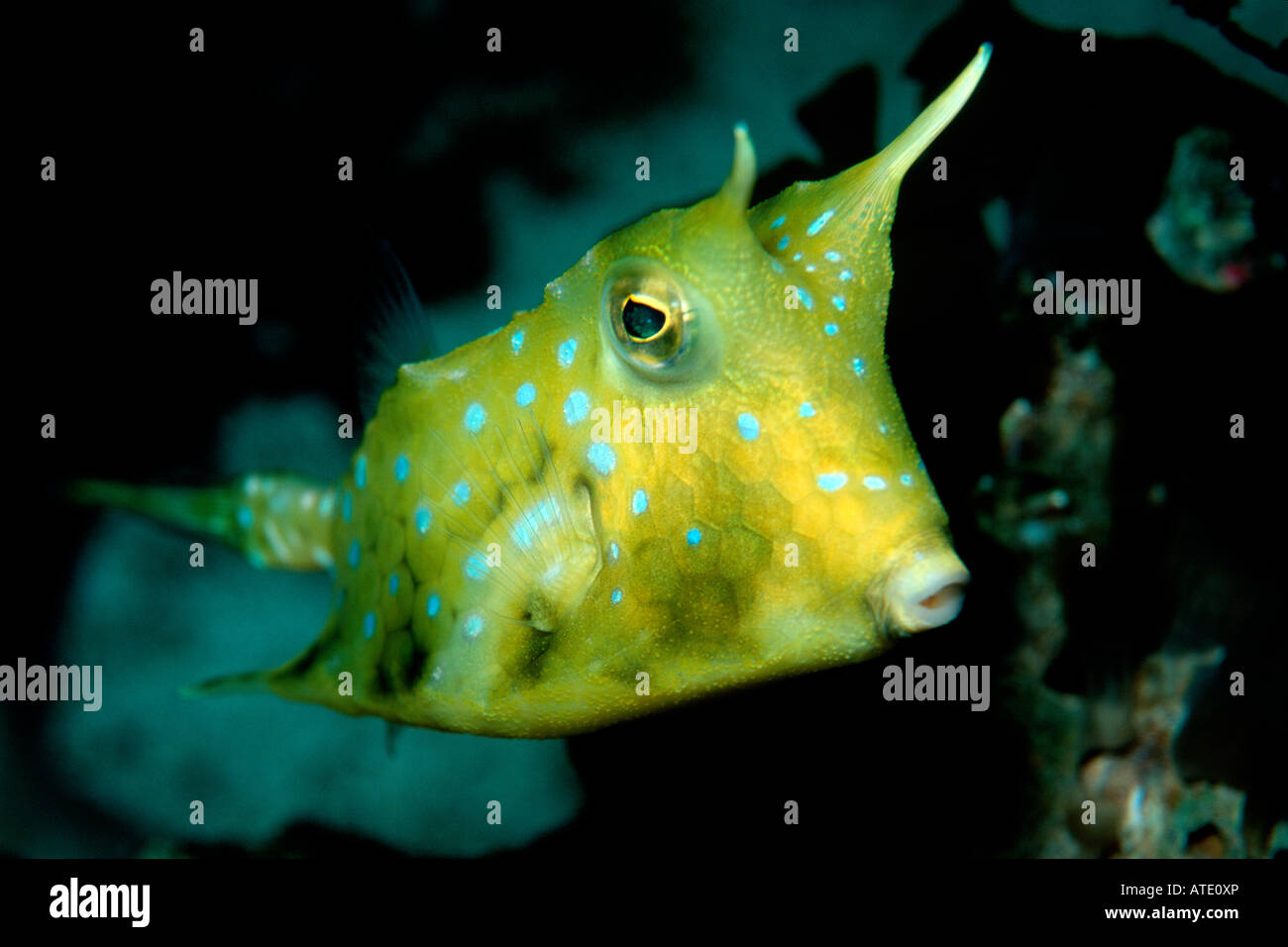 Longhorn cowfish Lactoria cornuta Stock Photo - Alamy