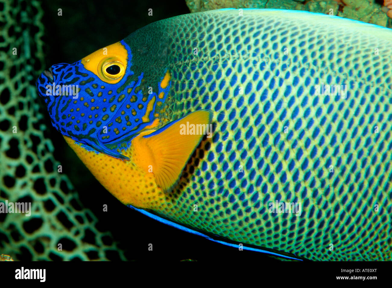 Blue face angelfish hi-res stock photography and images - Alamy