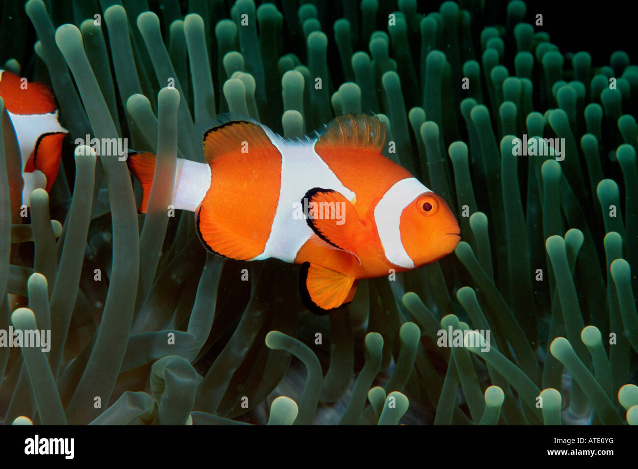 Amphiprion ocellaris eye hi-res stock photography and images - Alamy