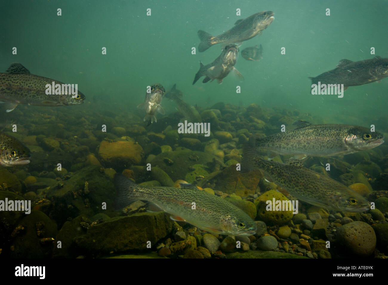 Smolt Stock Photos & Smolt Stock Images - Alamy