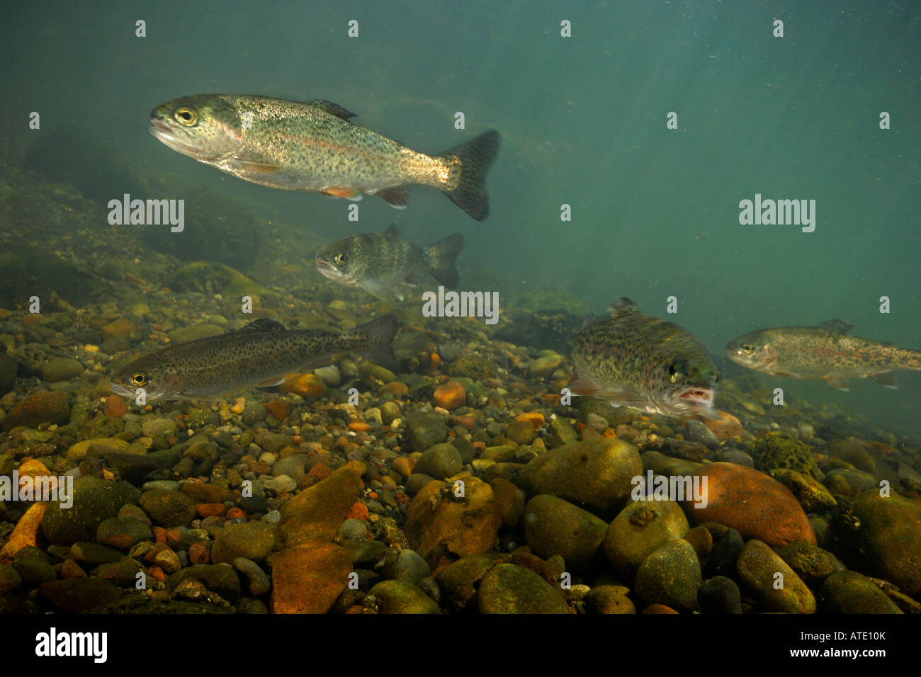 Rainbow trout Oncorhynchus mykiss smolt Rogue River Oregon Stock Photo ...