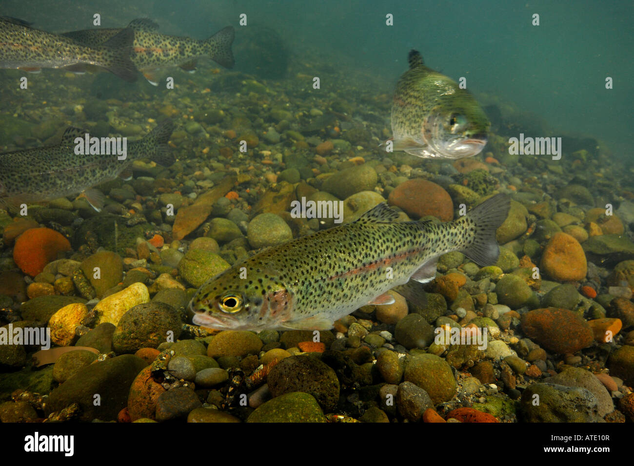 Rainbow trout Oncorhynchus mykiss smolt Rogue River Oregon Stock Photo ...